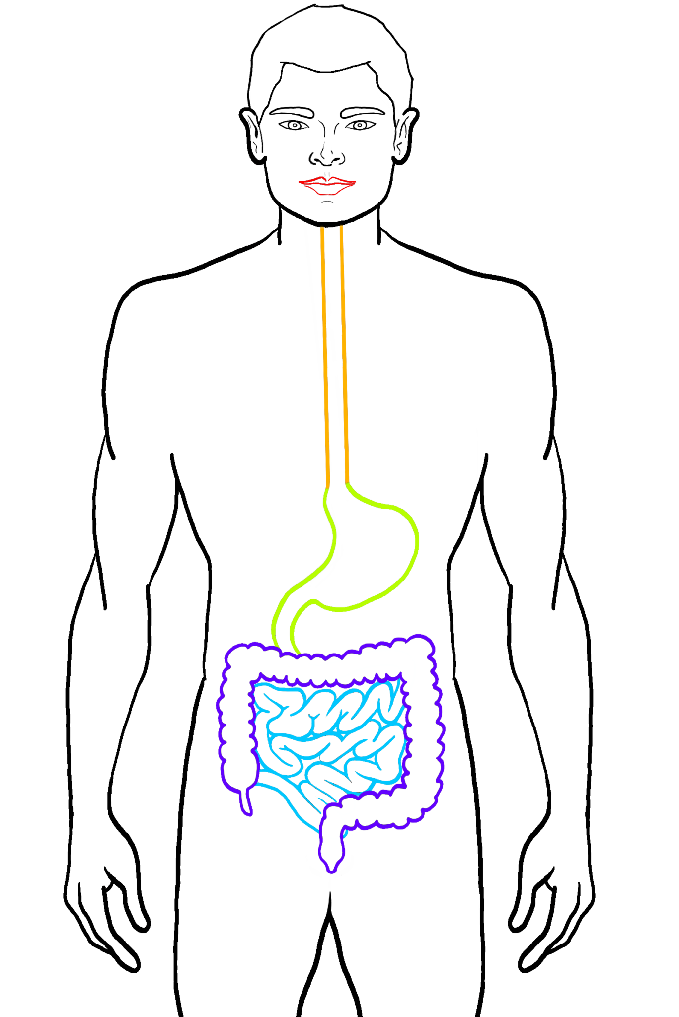 Die Verdauung – Leicht und Einfach